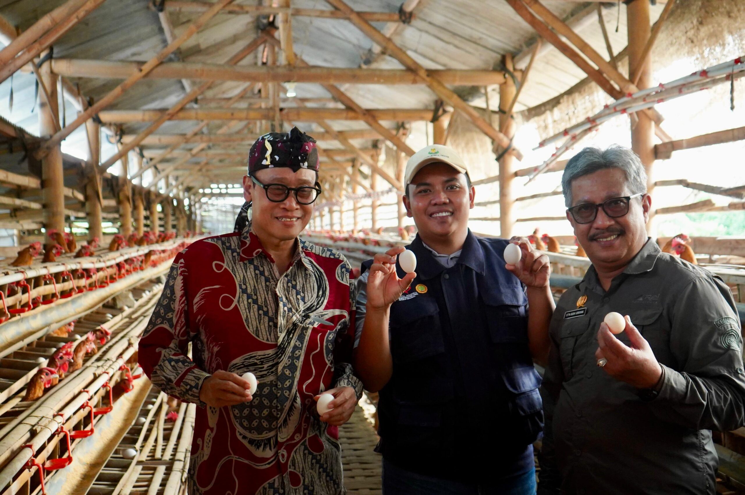Lihat Ceruk Pasar, Petani Milenial Ini Tangkap Peluang Dari Ayam Arab ...